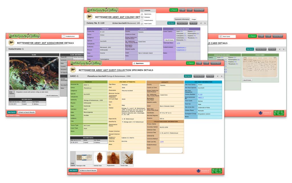 Fact sheet on the Rettenmeyer Army Ant Guest Collection (AAGC ...