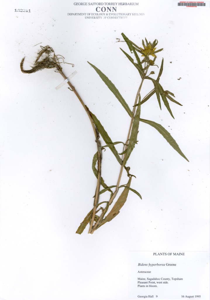 Lesson Plan: Making a Plant Collection | Biodiversity Research Collections